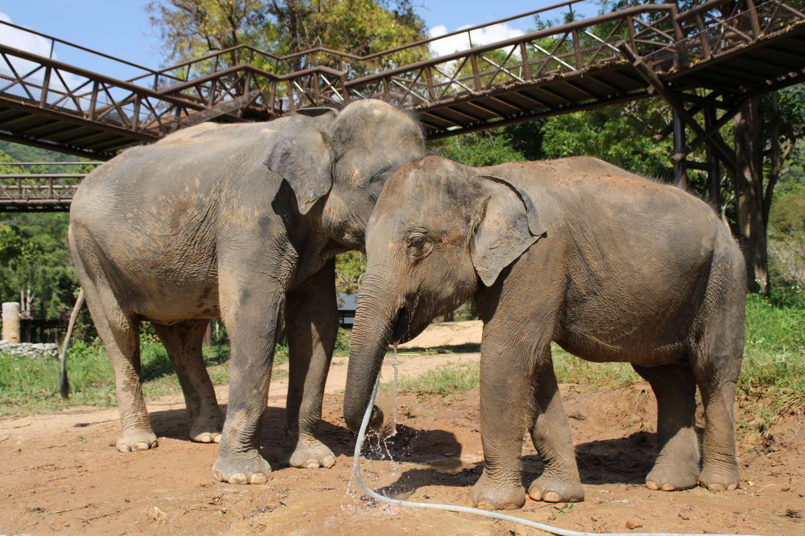 Samui Elephant Kingdom | Paradise of samui | Samui Journey