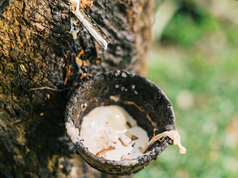 Rubber tapping | Paradise of samui | Samui Journey